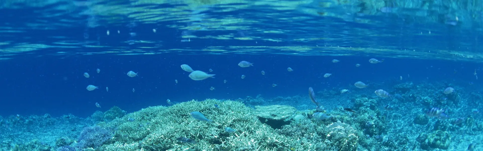Snorkeling And Coral Watching In Kayankarney ( With Lunch ) | Pepper ...